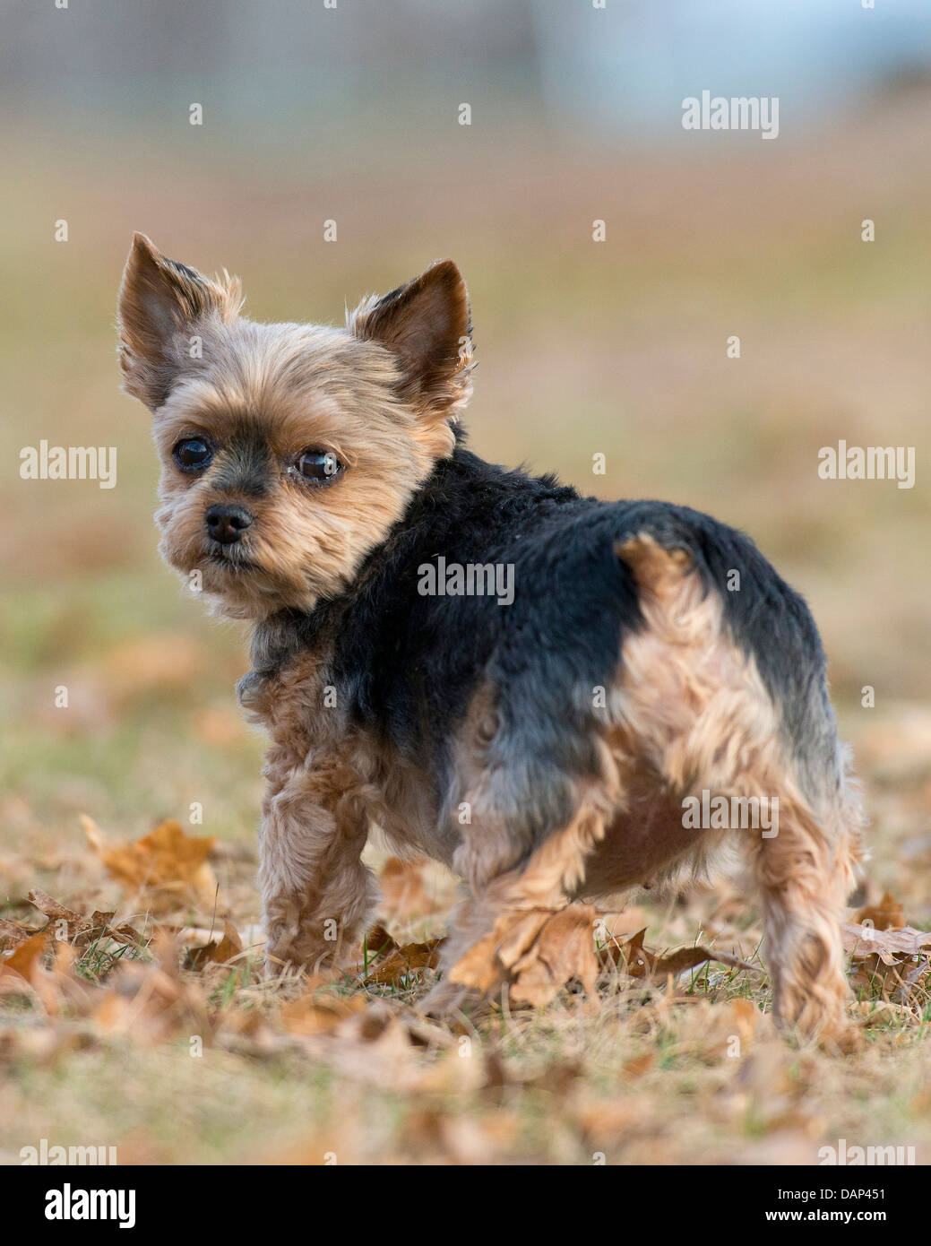Cute Yorkie standing in the leaves Stock Photo - Alamy
