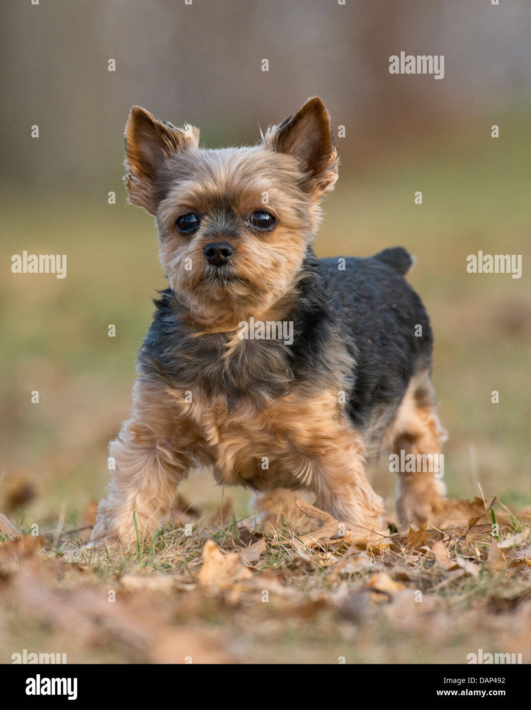 Cute Yorkie standing in the leaves Stock Photo - Alamy