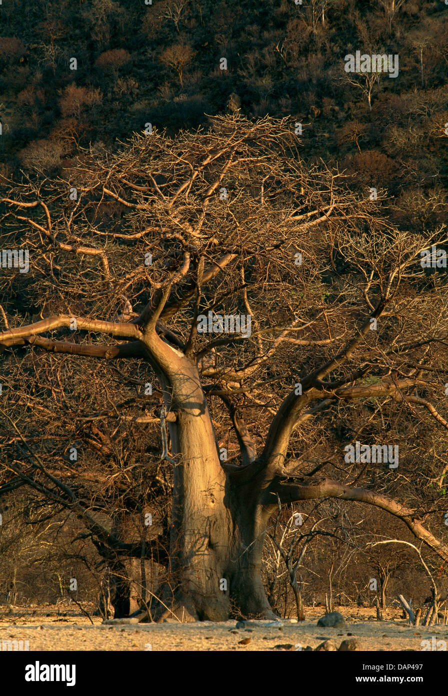 Late afternoon photo of a Baobab Tree in Southern Angola Stock Photo ...