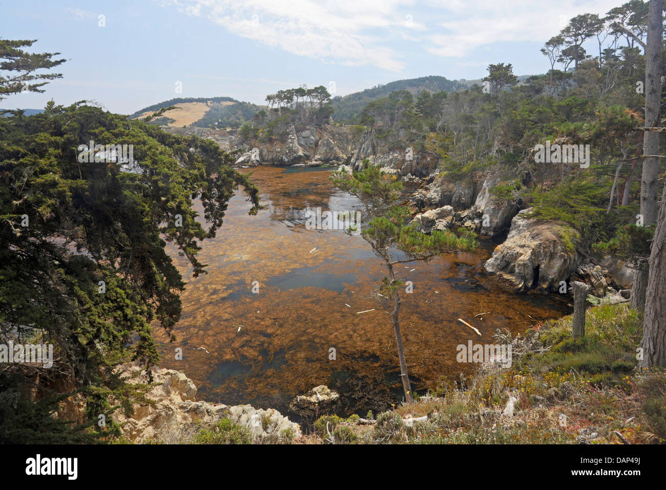 Small kelp covered bay at Point Lobos Stock Photo - Alamy
