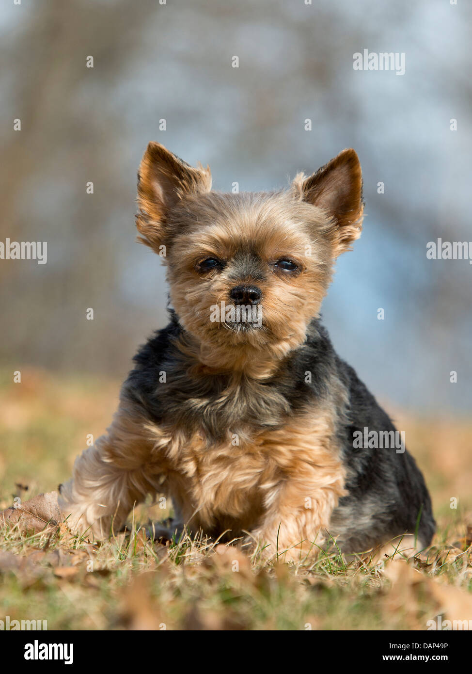 Cute Yorkie standing in the leaves Stock Photo - Alamy