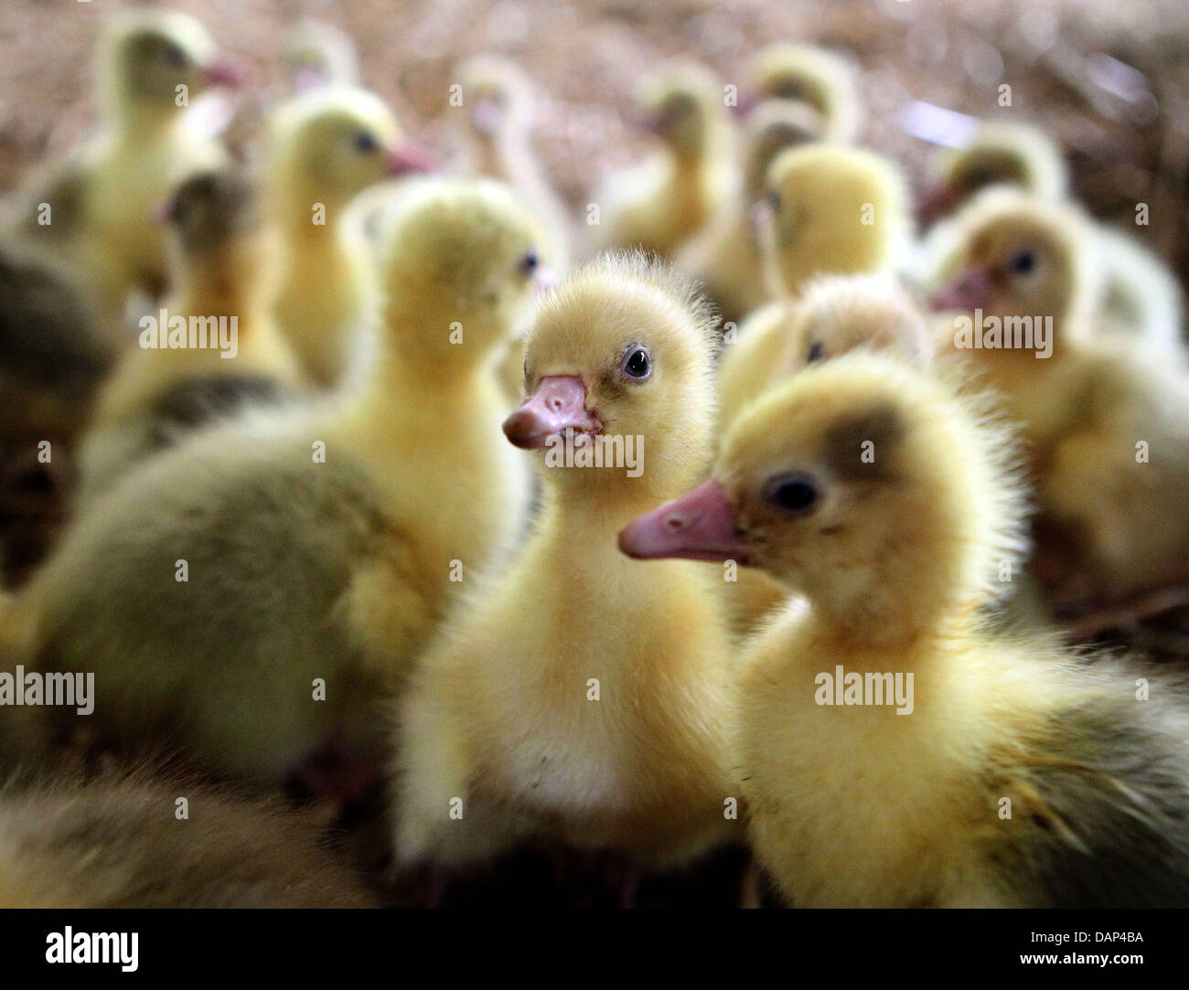 Young geese are pictured in a stable of the company Eskildsen GmbH ...