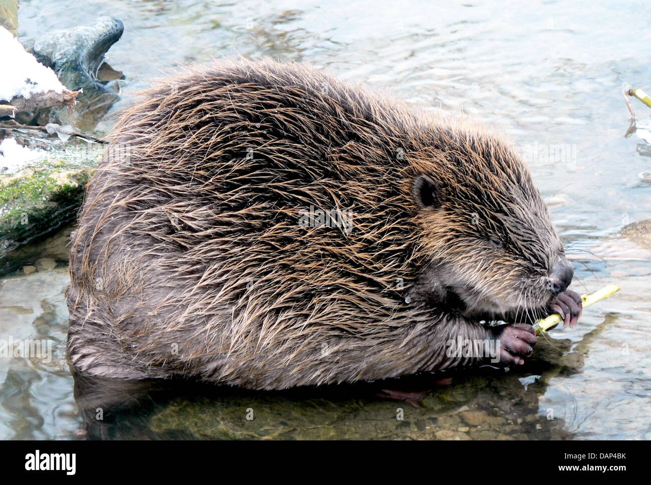FILE - An archive picture dated 6 December 2010 shows a beaver gnawing ...