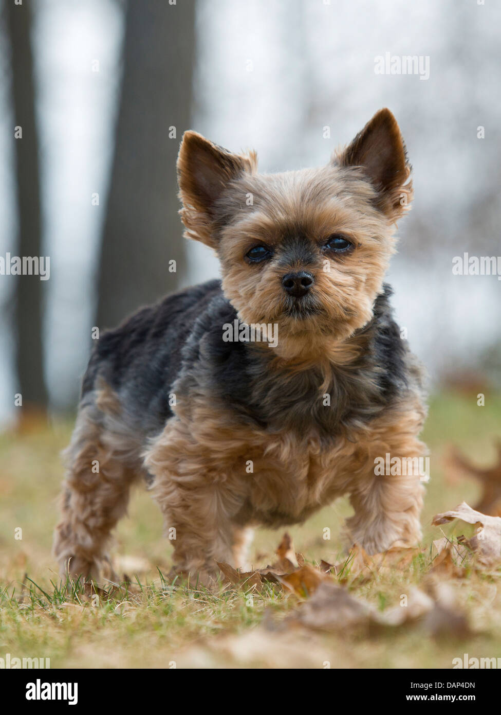 Cute Yorkie standing in the leaves Stock Photo - Alamy