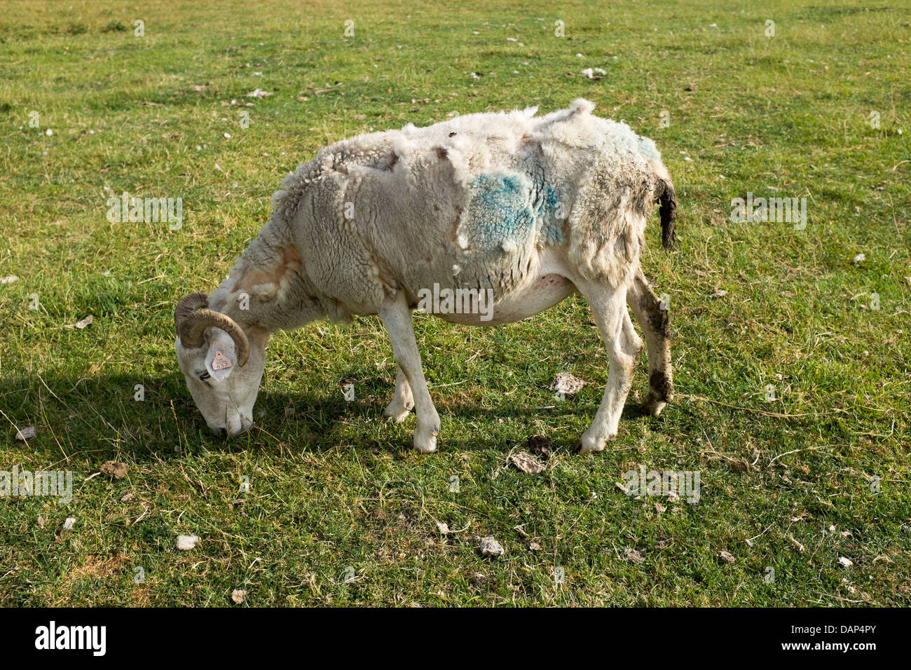 Badly Shorn Sheep Stock Photo - Alamy