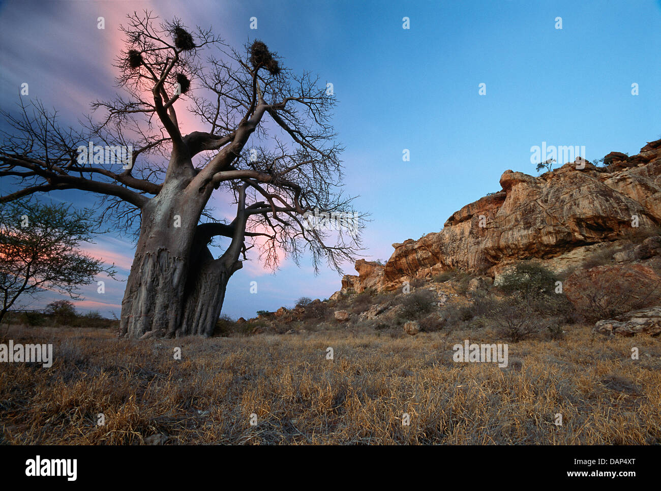 A dusk photograph of a Baobab Tree in the Mapungubwe National Park ...