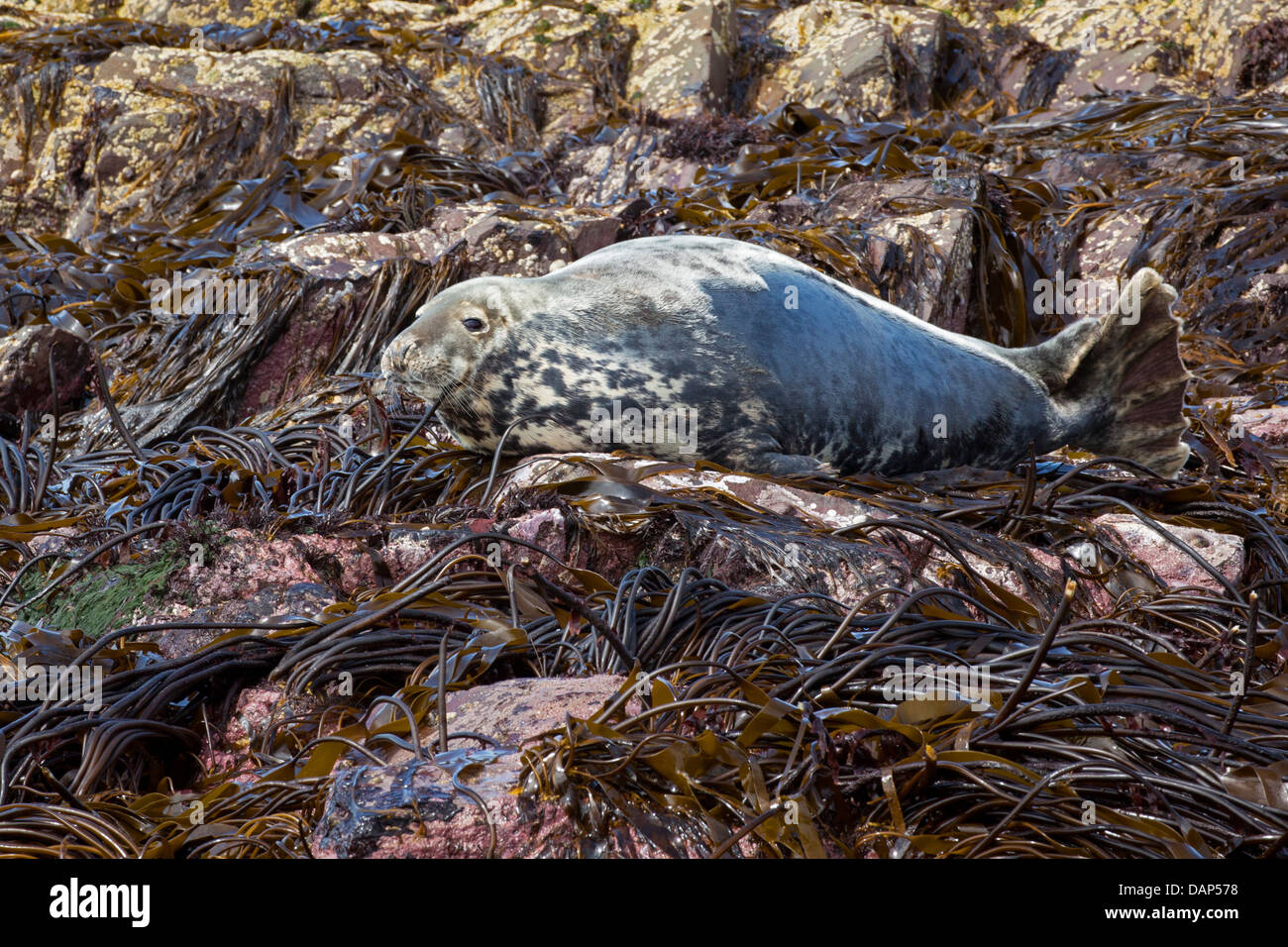 Grey Seal on rocks Stock Photo - Alamy