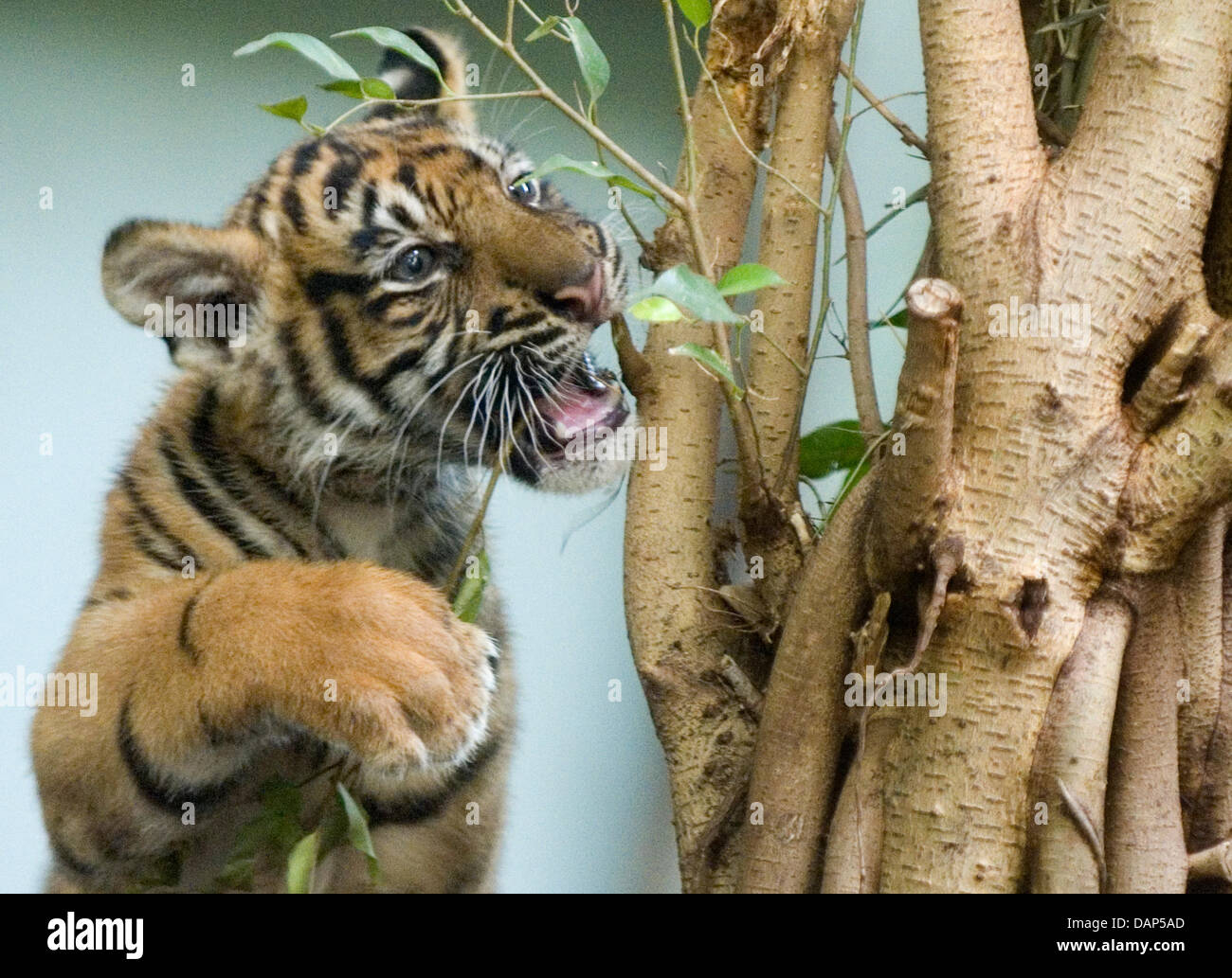 Yet wihtout a name, this small tiger cub, that was born on 05 Mai 2011 ...