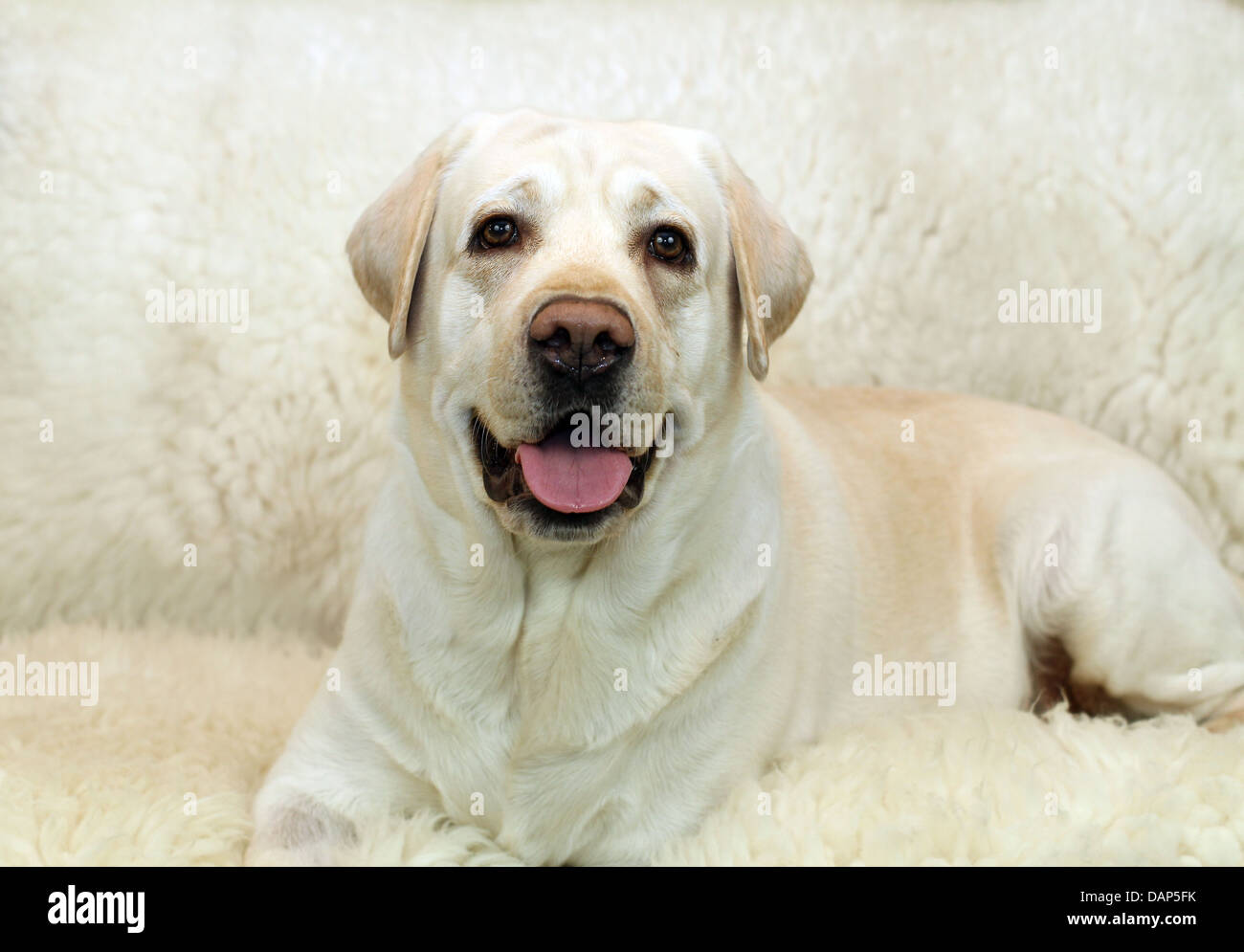 Labrador sheep dog hi-res stock photography and images - Alamy