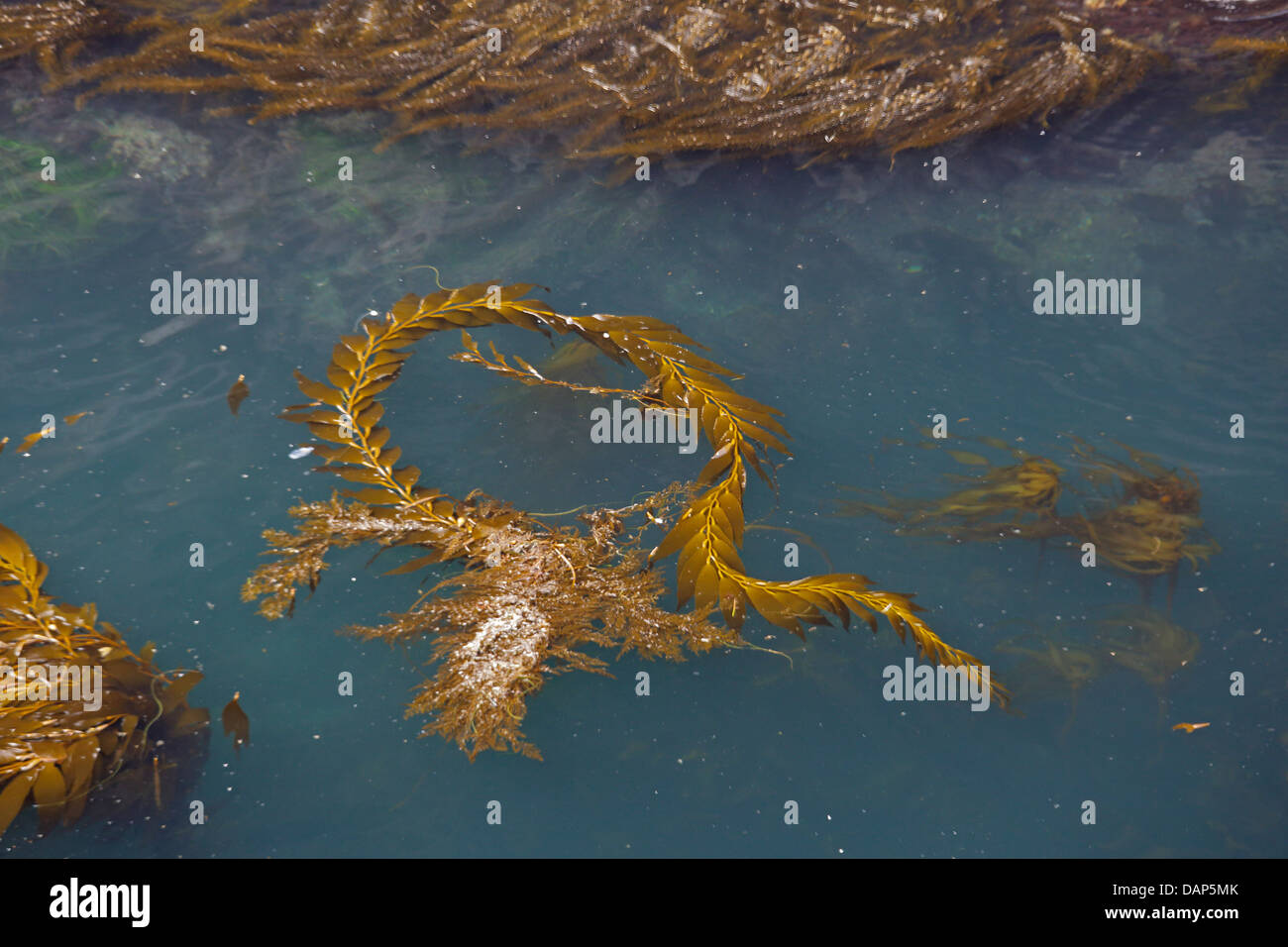 Ring of Kelp in Ocean at Point Lobos California Stock Photo - Alamy