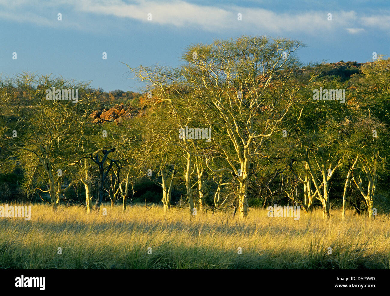 A Fever Tree forest in the Mapungubwe National Park, South Africa Stock ...
