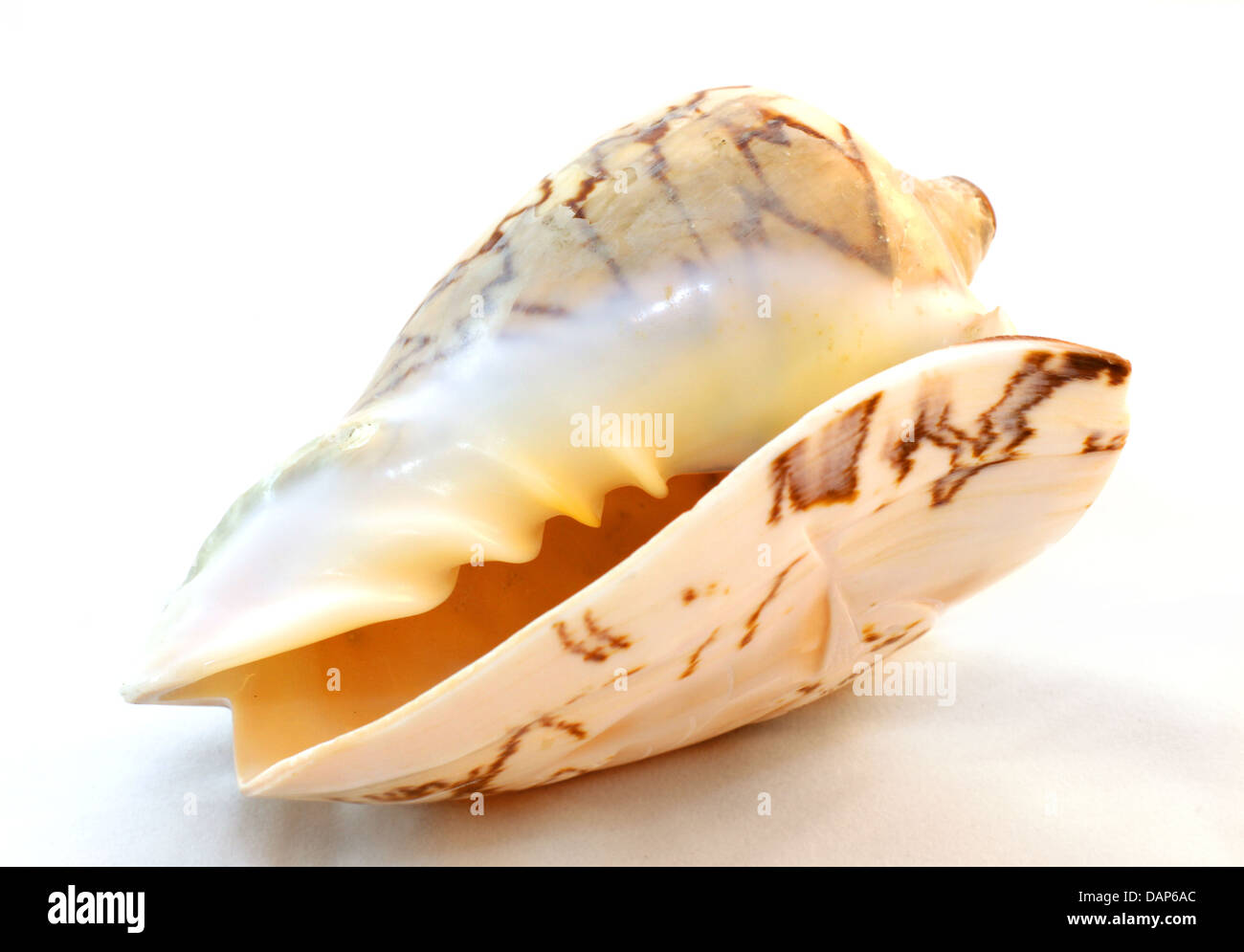 sea shell isolated on white Stock Photo - Alamy