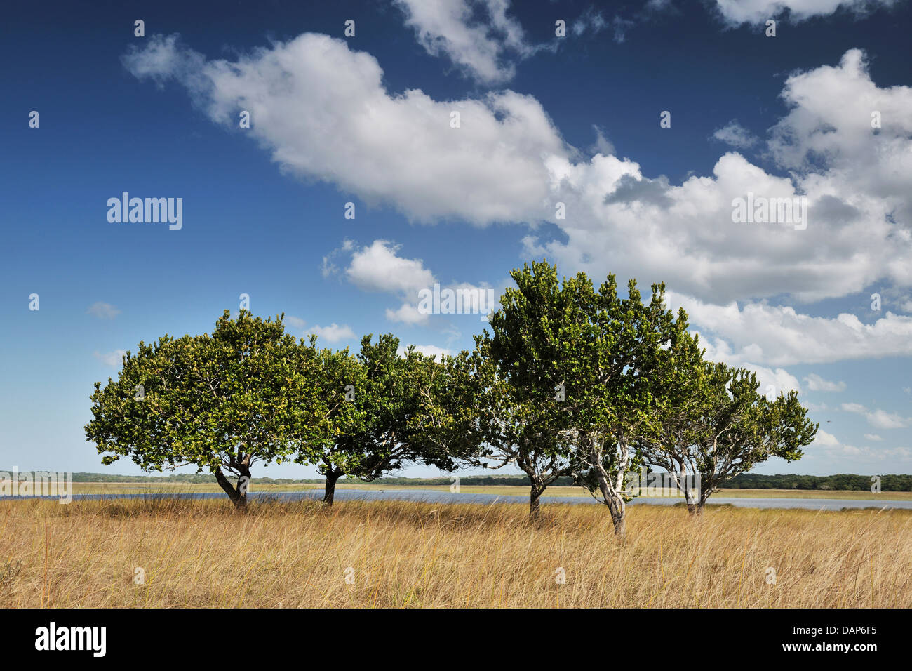 Waterberry Trees at Lake Xingute, Maputo Special Reserve, Mpzambique ...