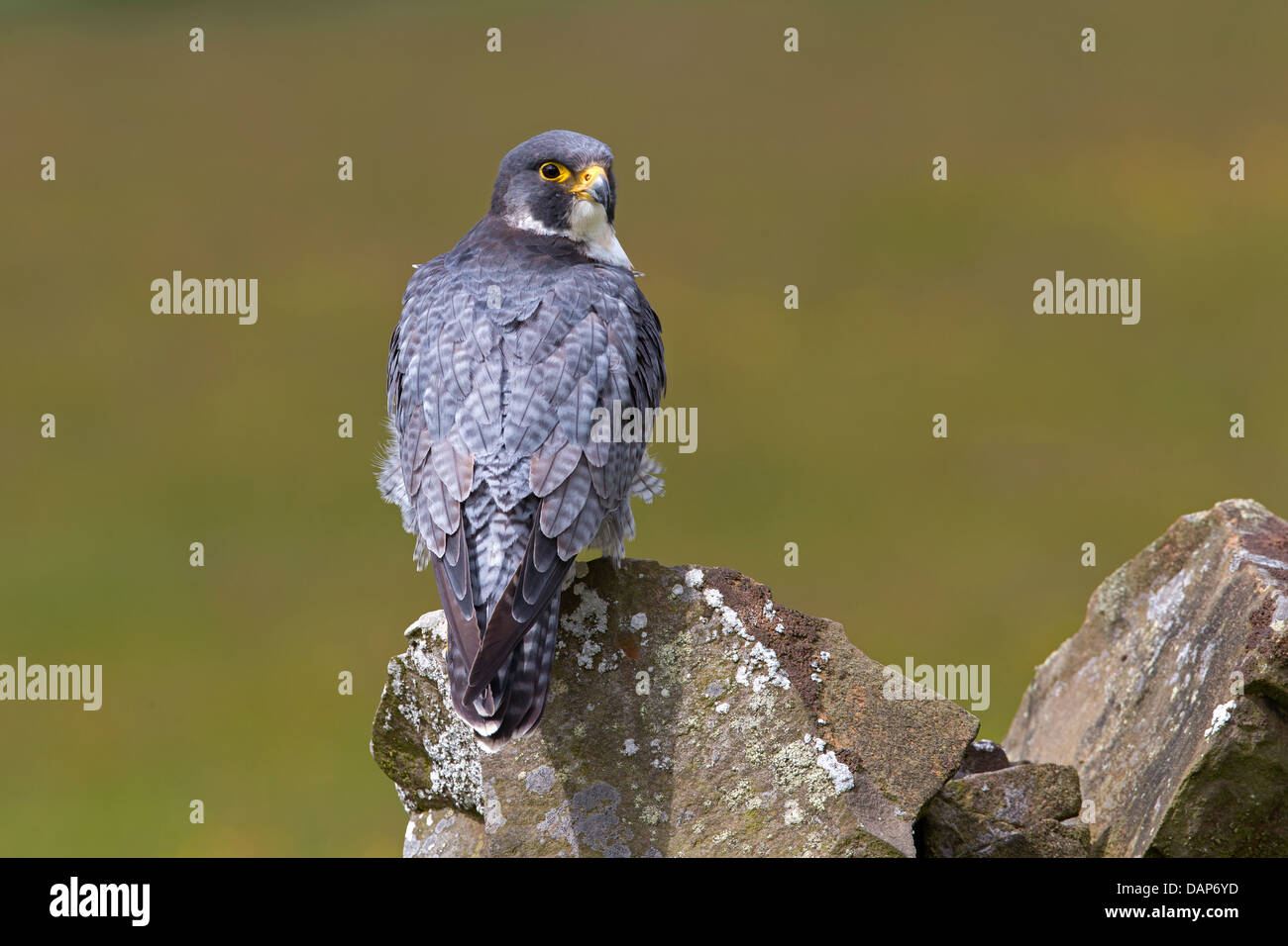 Male peregrine falcon hi-res stock photography and images - Alamy