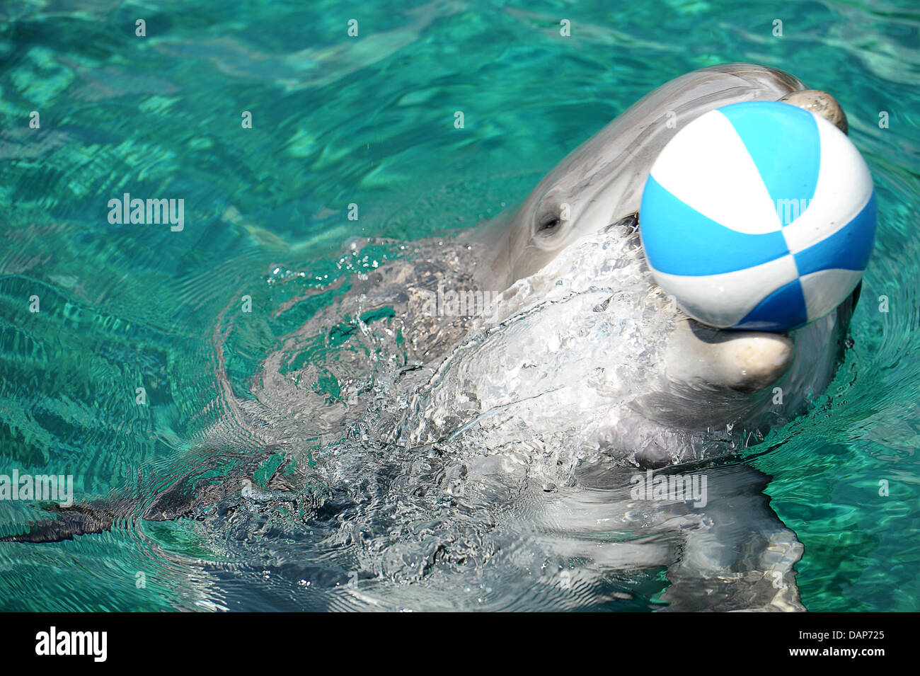 A dolphin plays with a ball at the official opening of the dolphin ...