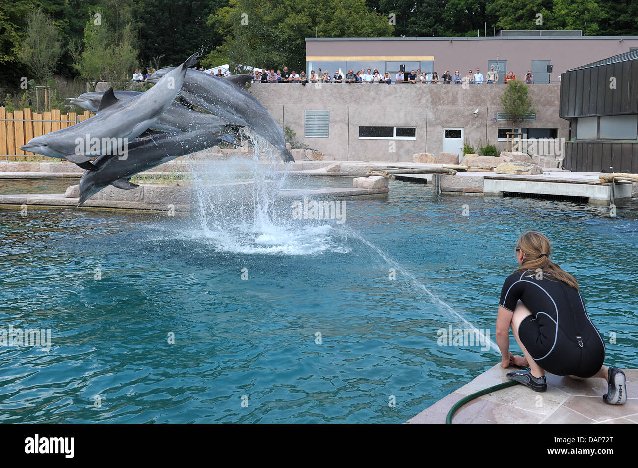 Four dolphins fly over a jet of water during the official opening of ...