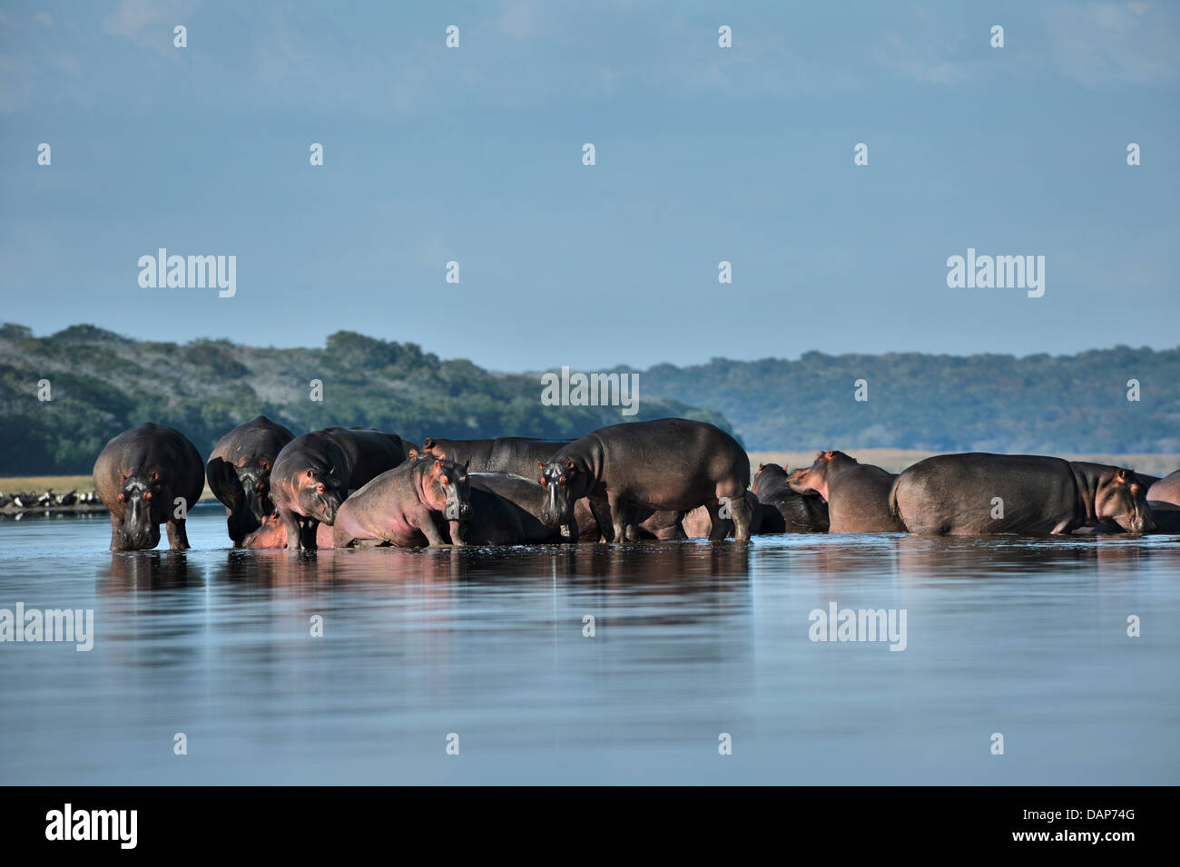 Hippos in Lake Xingute in the Maputo Special Reserve, Mozambique Stock ...