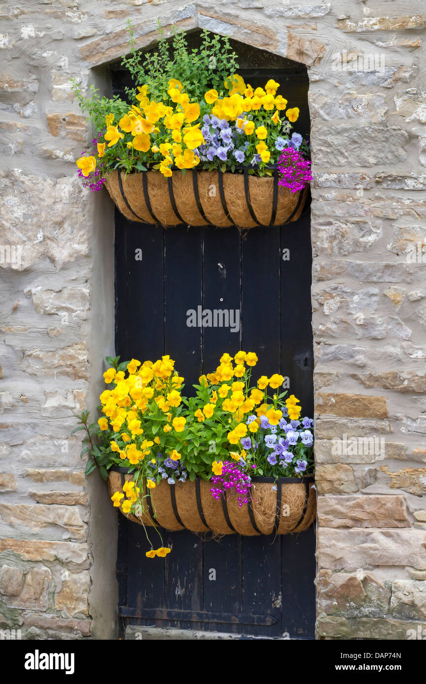 Display of yellow flowers in Haws North Yorkshire Stock Photo - Alamy