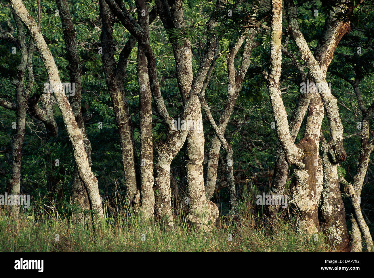 A cluster of trees in the Lowveld near Hoedspruit, South Africa Stock ...