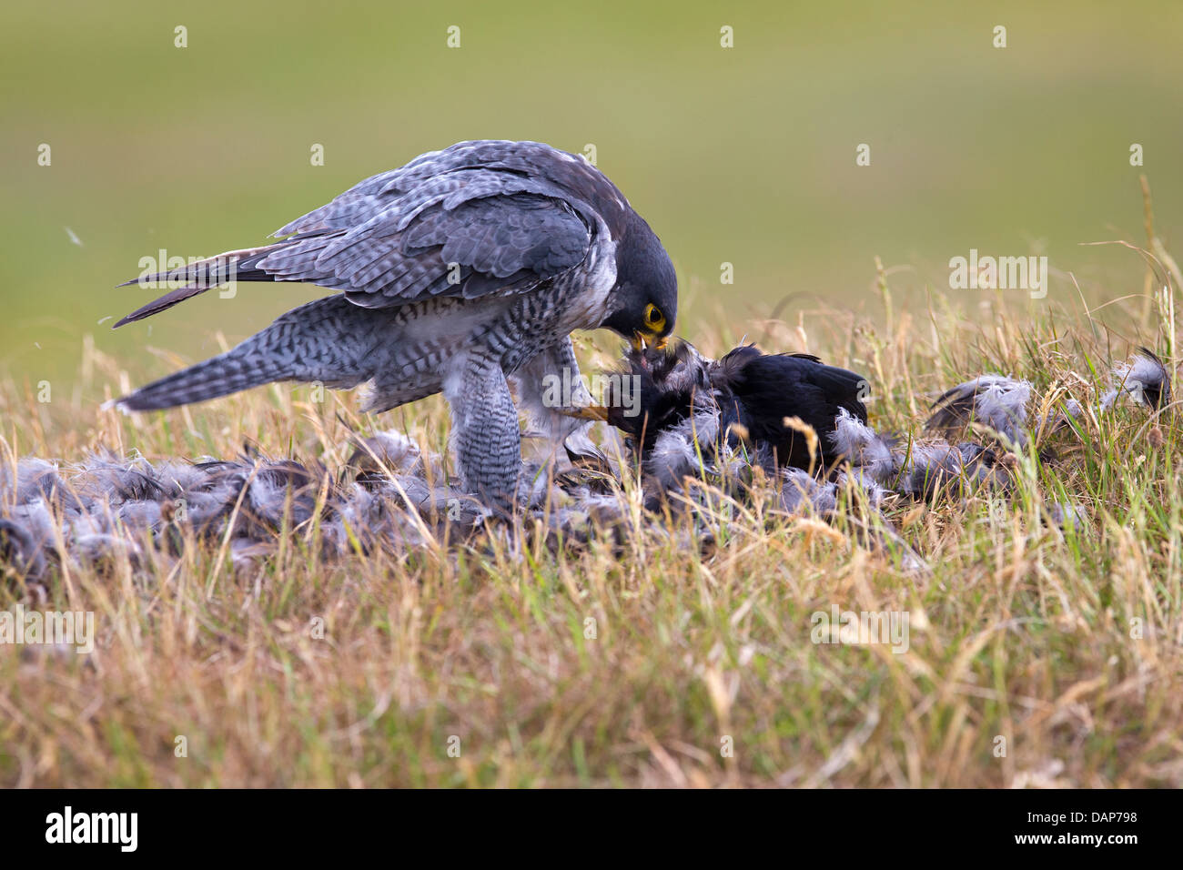 Peregrine falcon raptor bird hi-res stock photography and images - Alamy