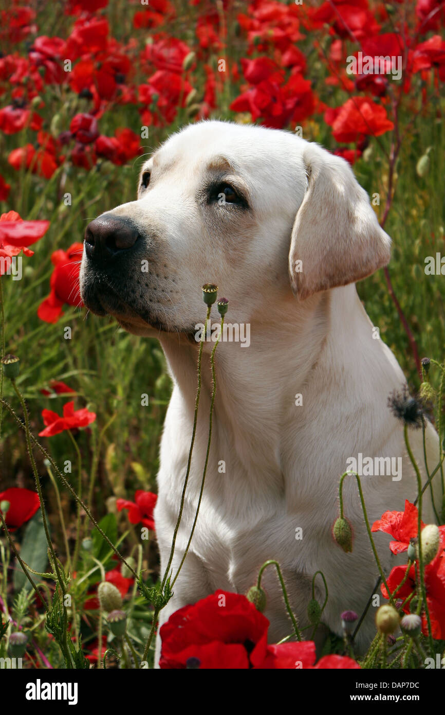 A young yellow labrador in the poppy field in Spring (May Stock Photo ...