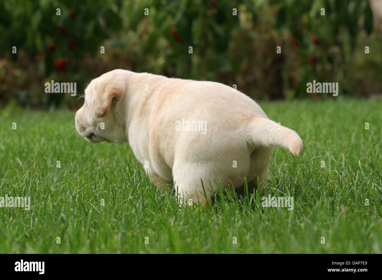 Labrador Running On Grass High Resolution Stock Photography and Images ...