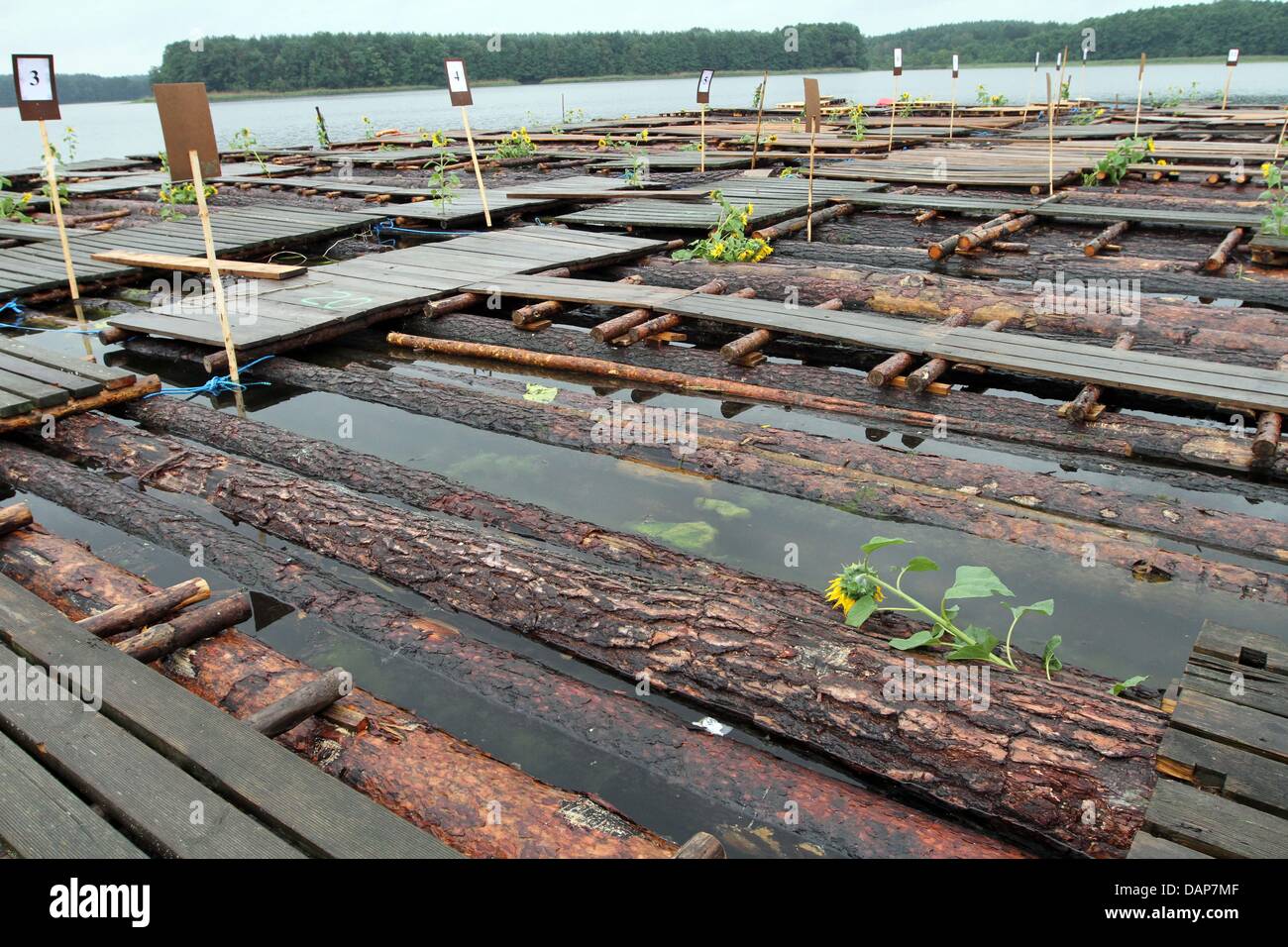 Several hundred people want to stand on a 1,550 square meter raft made ...