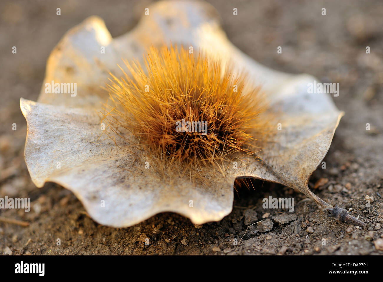 A Mukwa seed from the Miombo forest, Niassa National Park, Mozambique ...