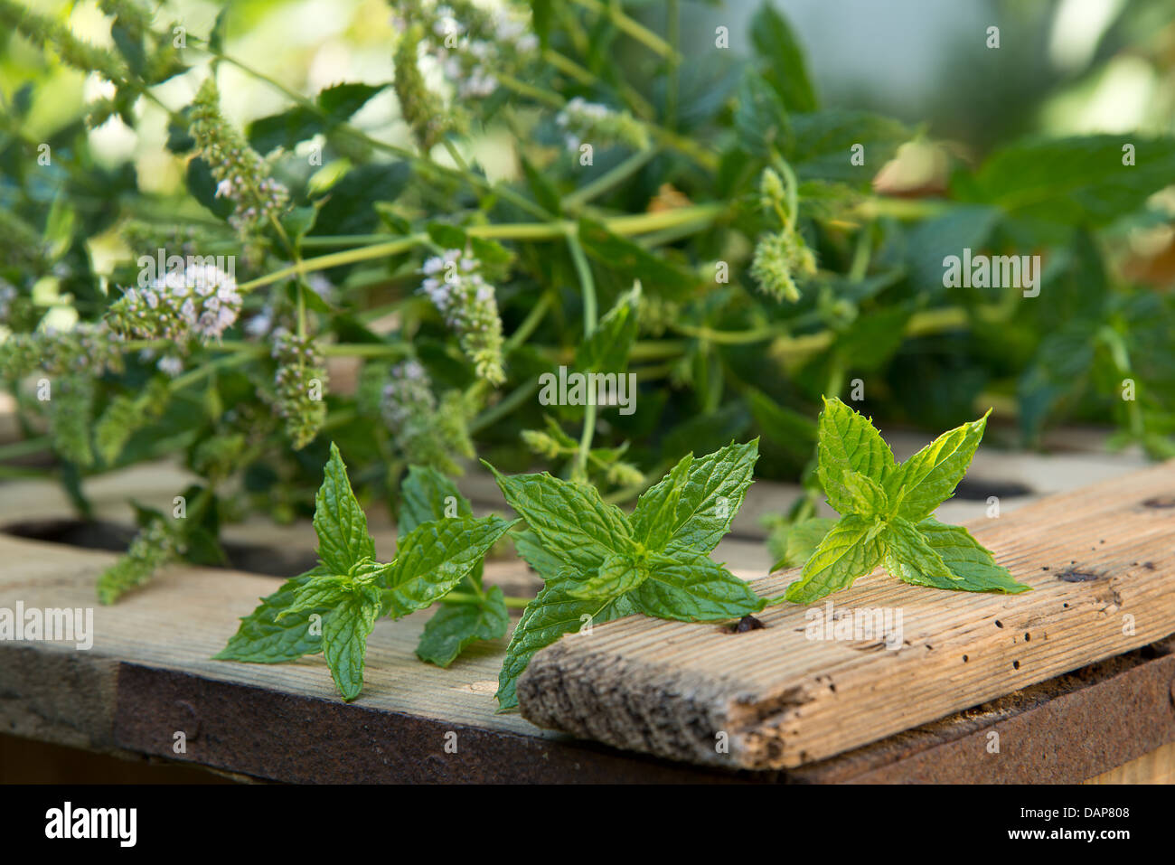 Peppermint leaves plant hi-res stock photography and images - Alamy