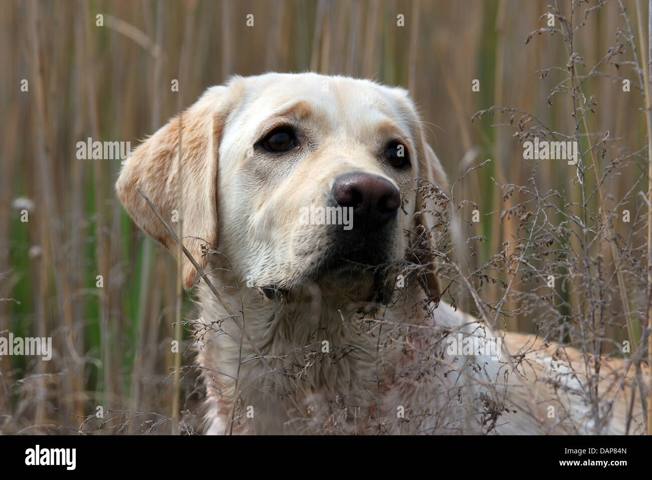young yellow labrador close up Stock Photo - Alamy