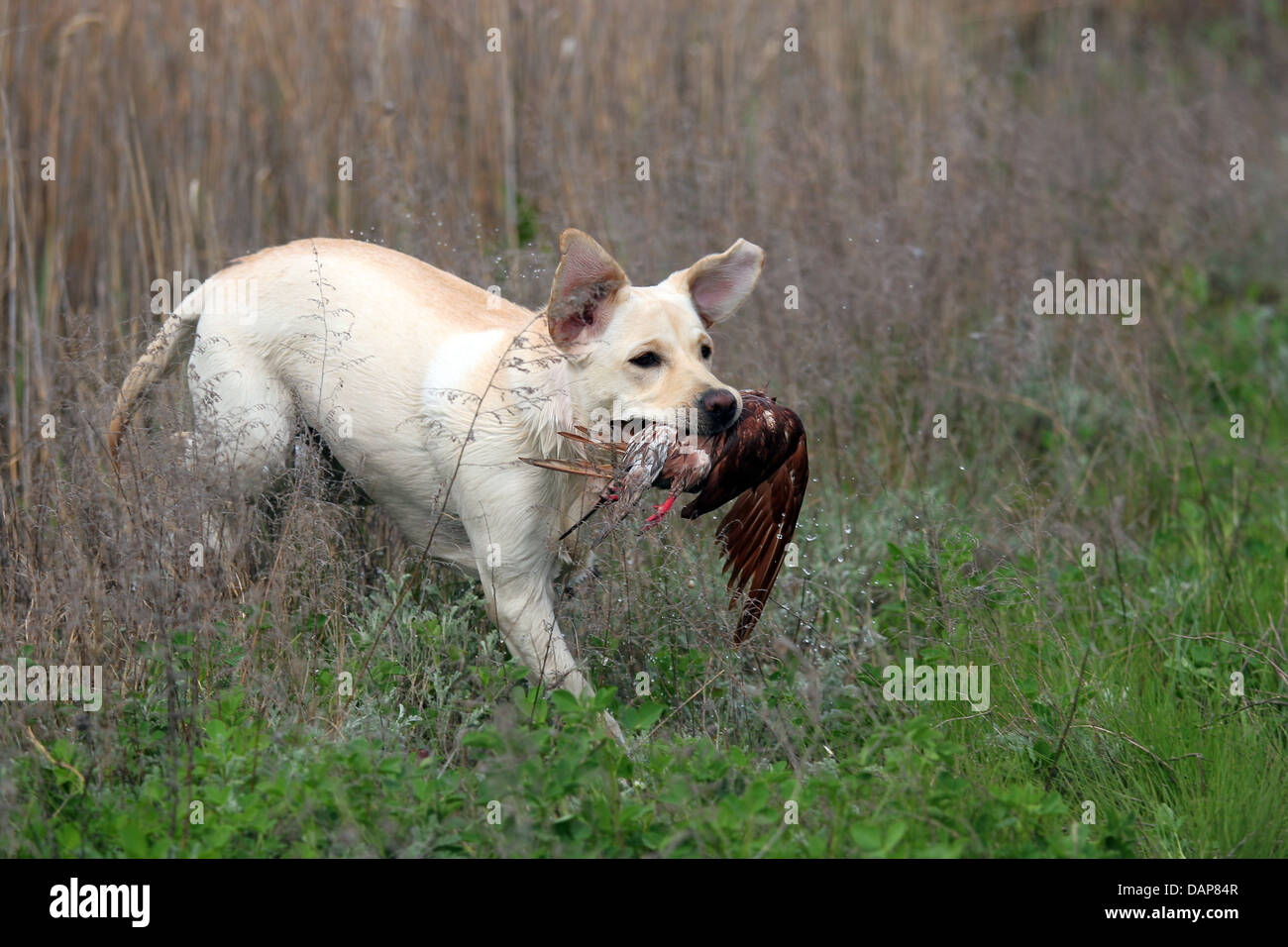 Yellow Labrador carrying a bird competing in field trial competition ...
