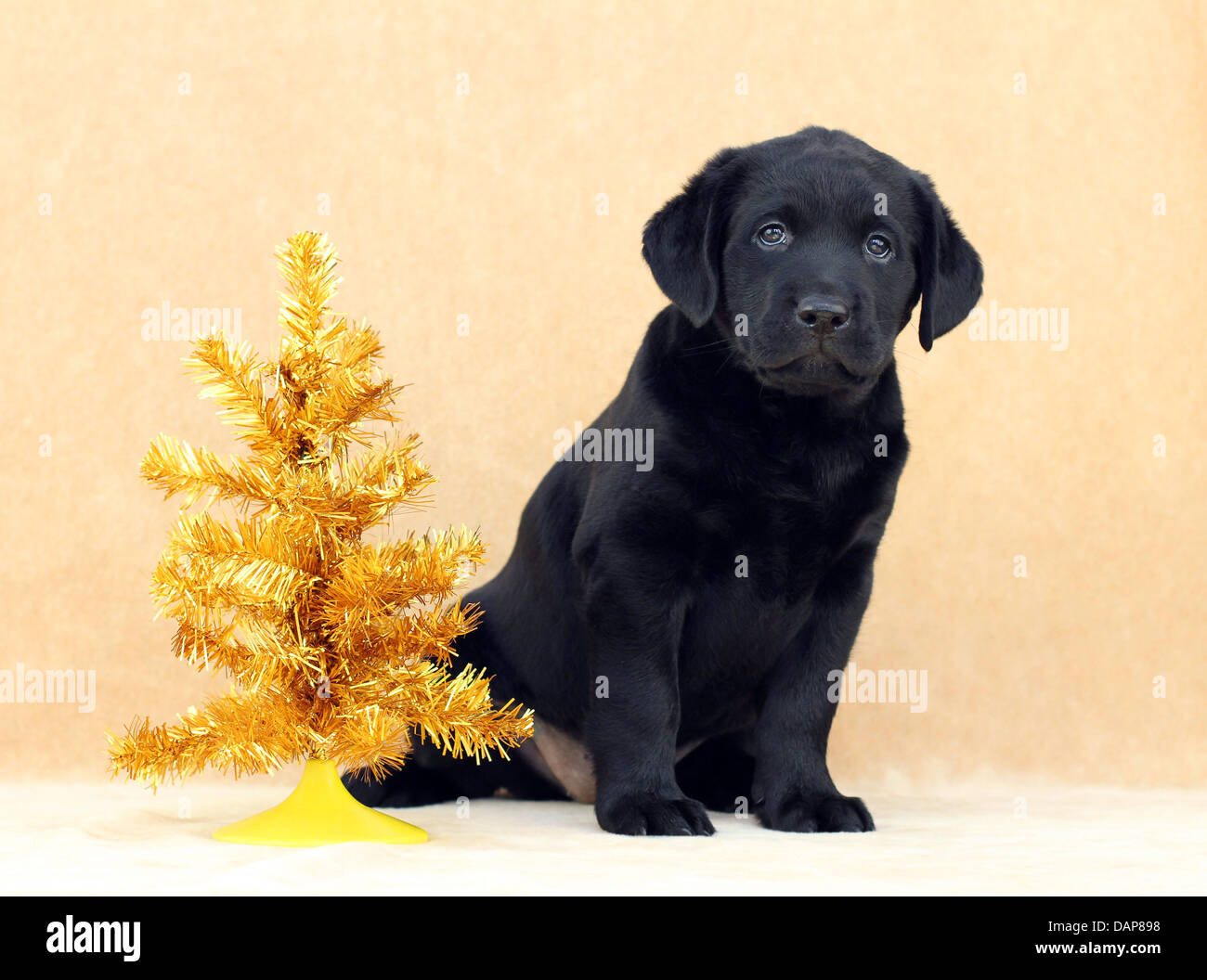 black labrador puppy with golden Christmas tree Stock Photo - Alamy