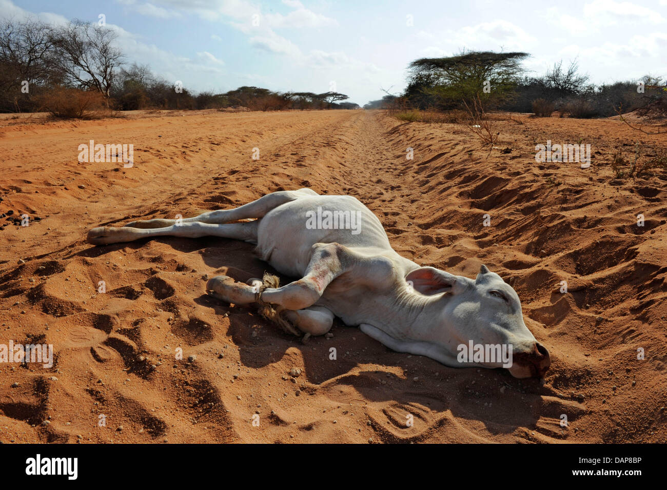 Drought famine people animal hi-res stock photography and images - Alamy