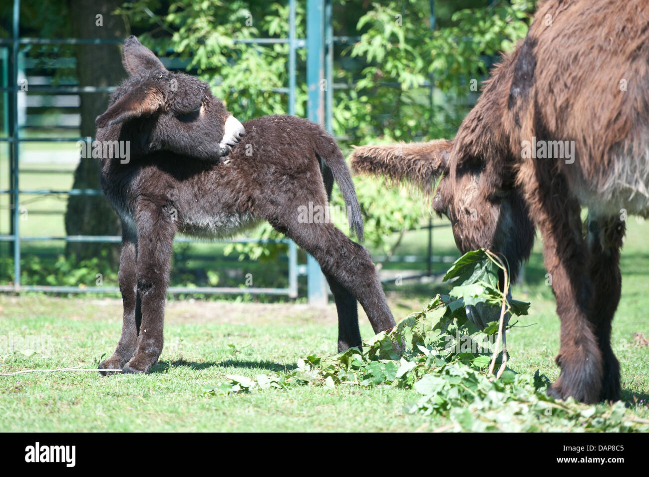 The Poitou donkey foal Melanie is pictured on the premises of the zoo ...