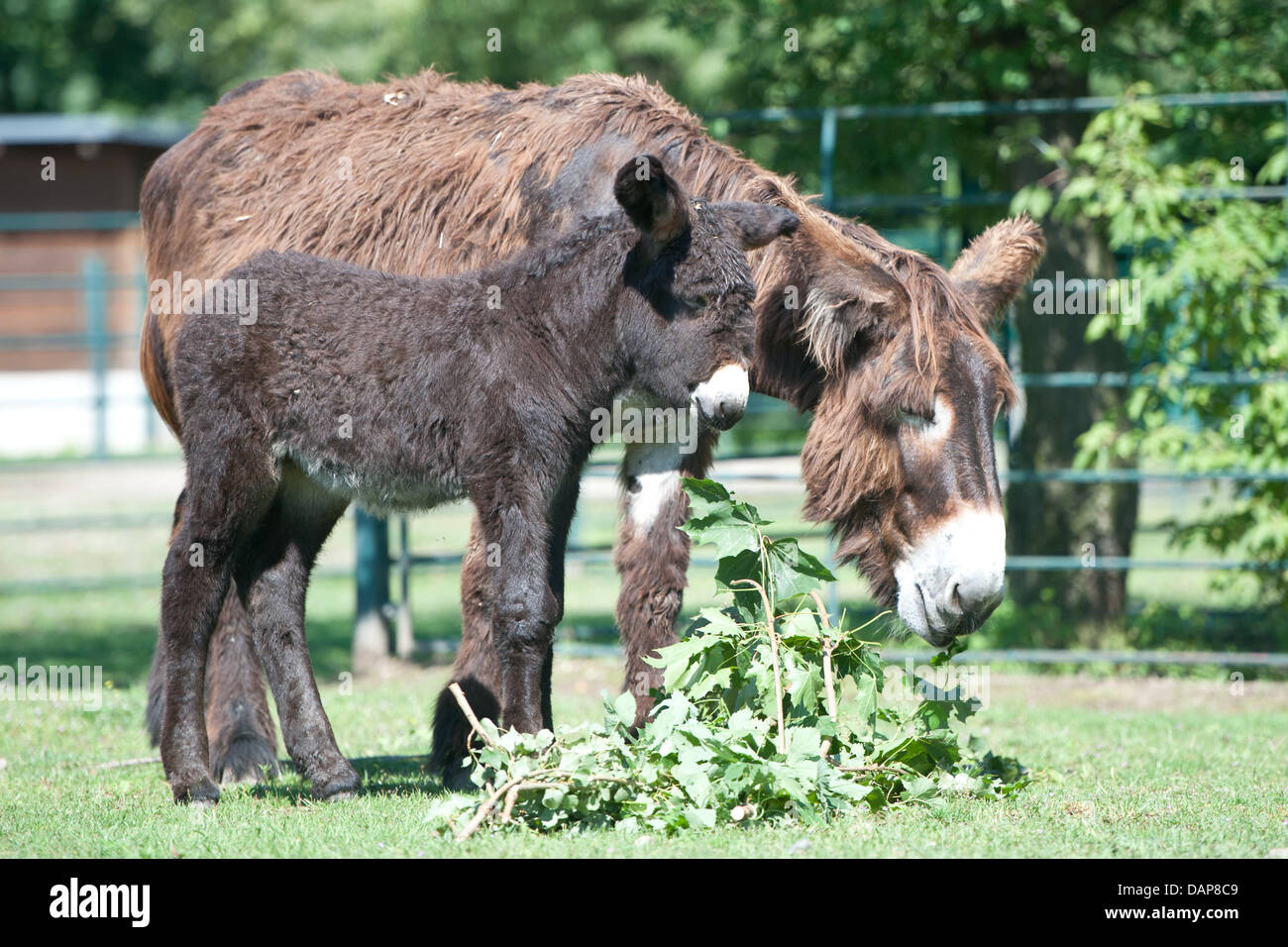 The Poitou donkey foal Melanie is pictured next to her mother on the ...