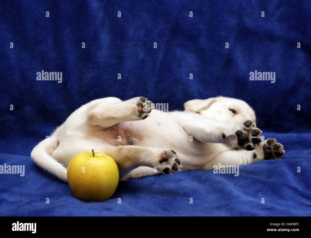 yellow labrador puppy with green apple showing black paws on blue ...