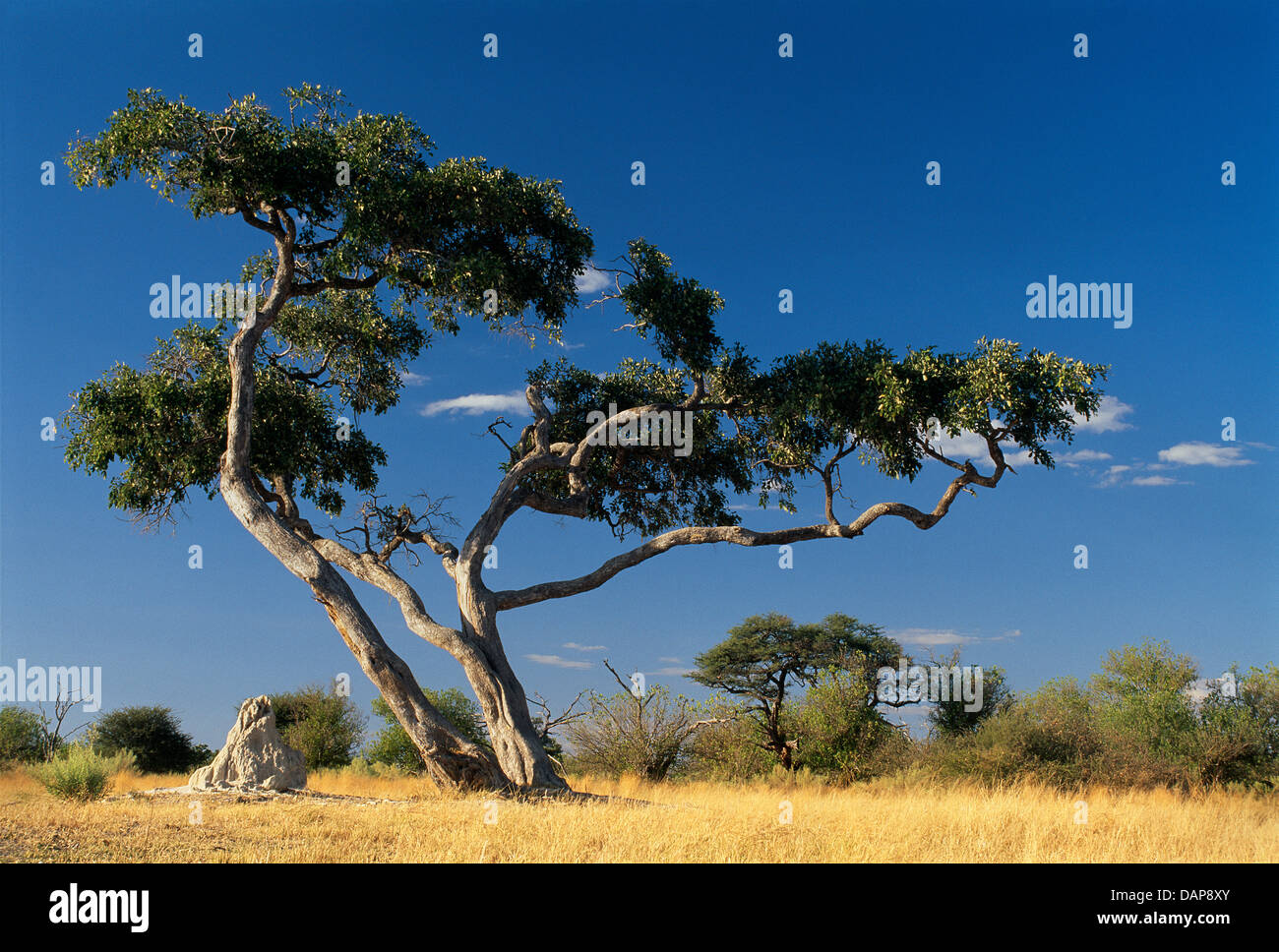 A beautiful shaped Rain Tree in the Moremi Game Reserve, Botswana Stock ...