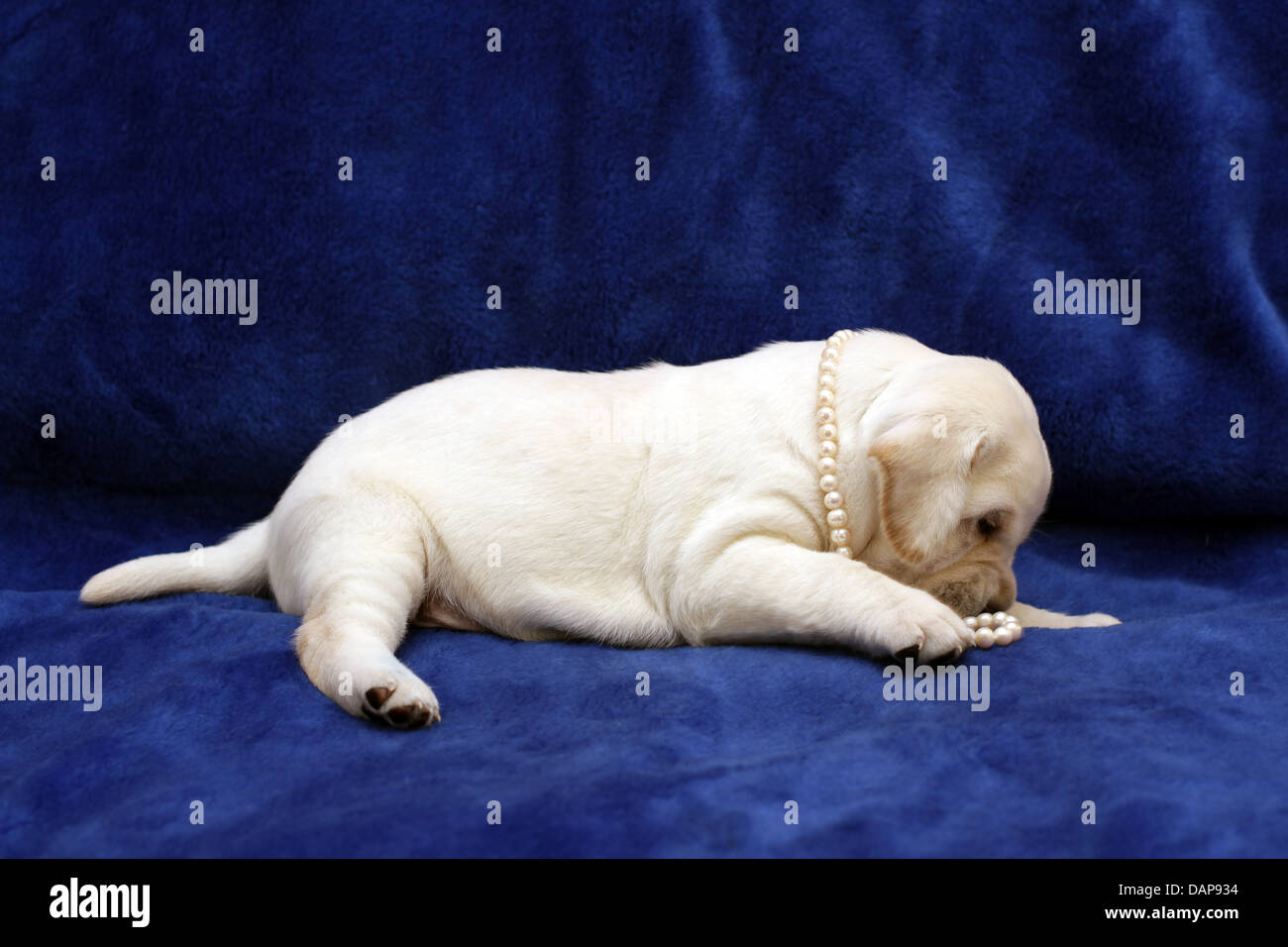 Labrador blue pearl hi-res stock photography and images - Alamy