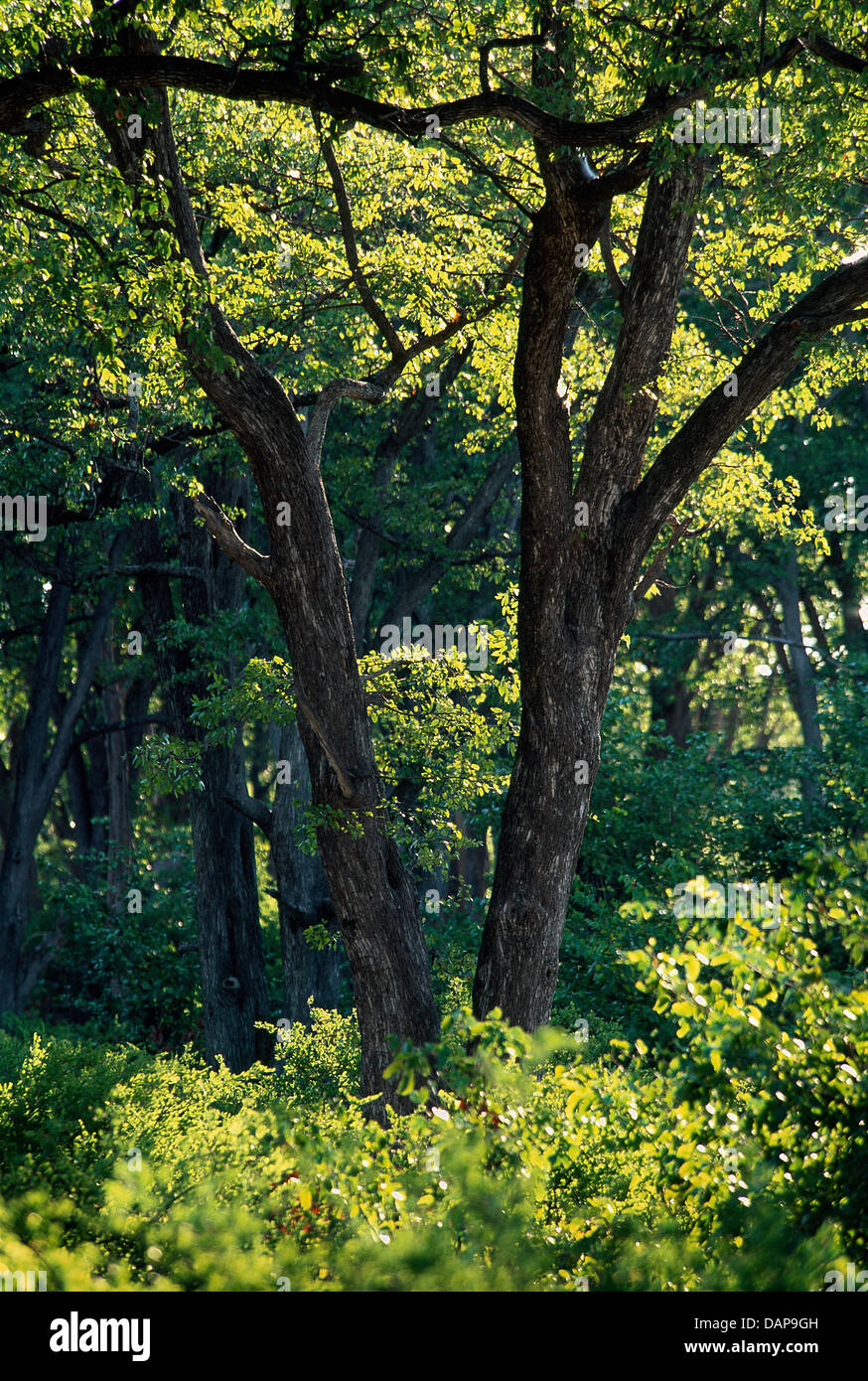 Mopane Trees in the Moremi Game Reserve, Botswana Stock Photo - Alamy