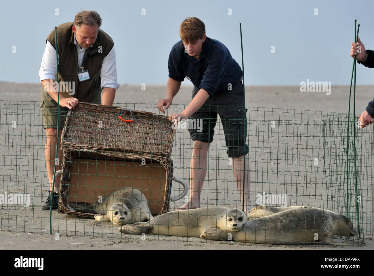Animal keeper Tim Fettig (R) and Peter Linau, head of the seal breeding ...