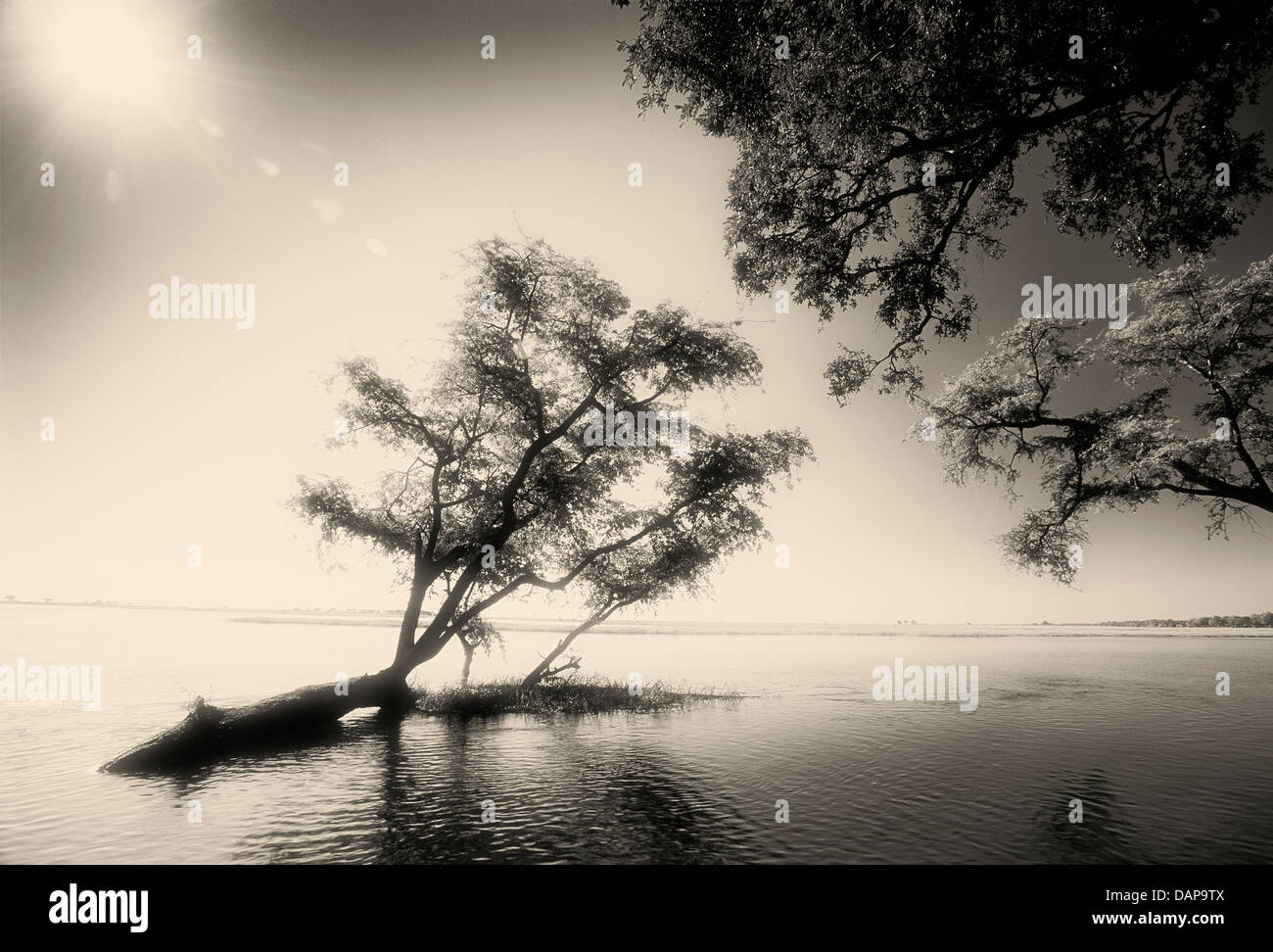 A B/W backlit scene on the flooded Chobe River Stock Photo - Alamy