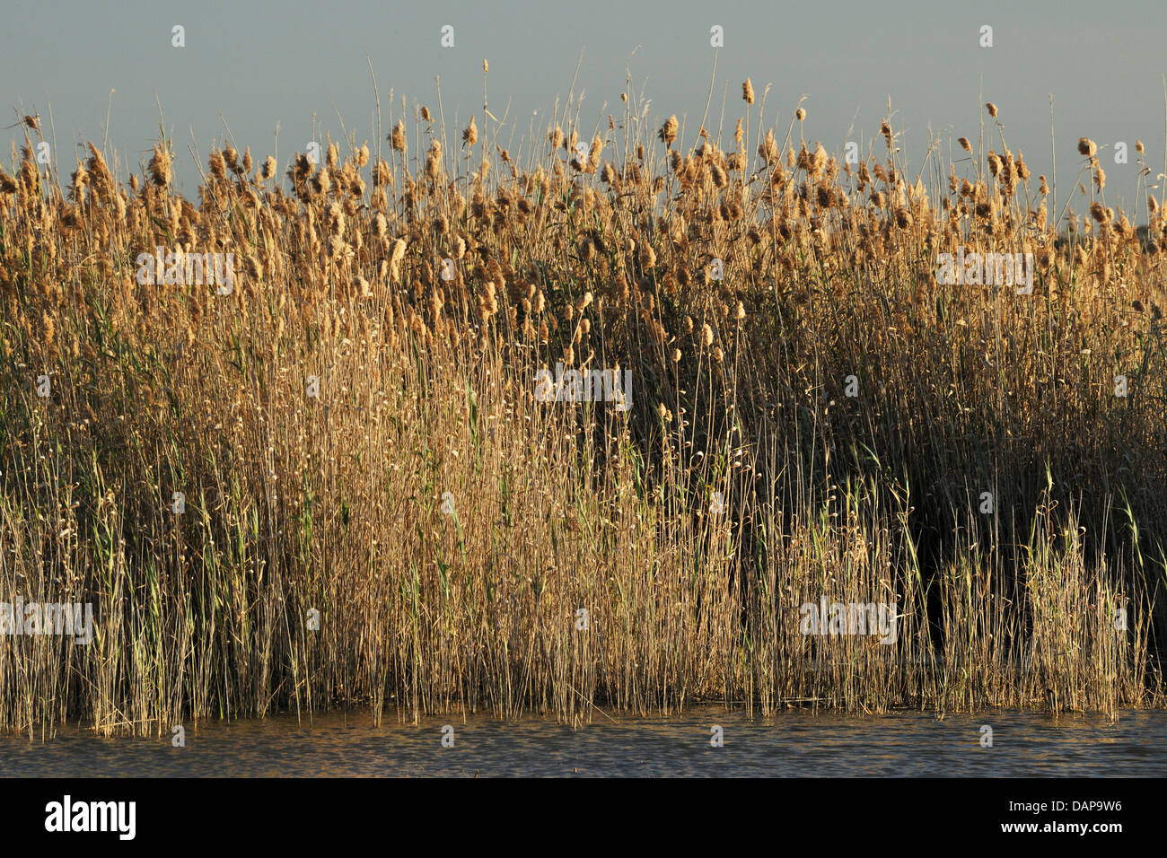Reeds in Lake Xingute, Maputo Special Reserve, Mozambique Stock Photo ...
