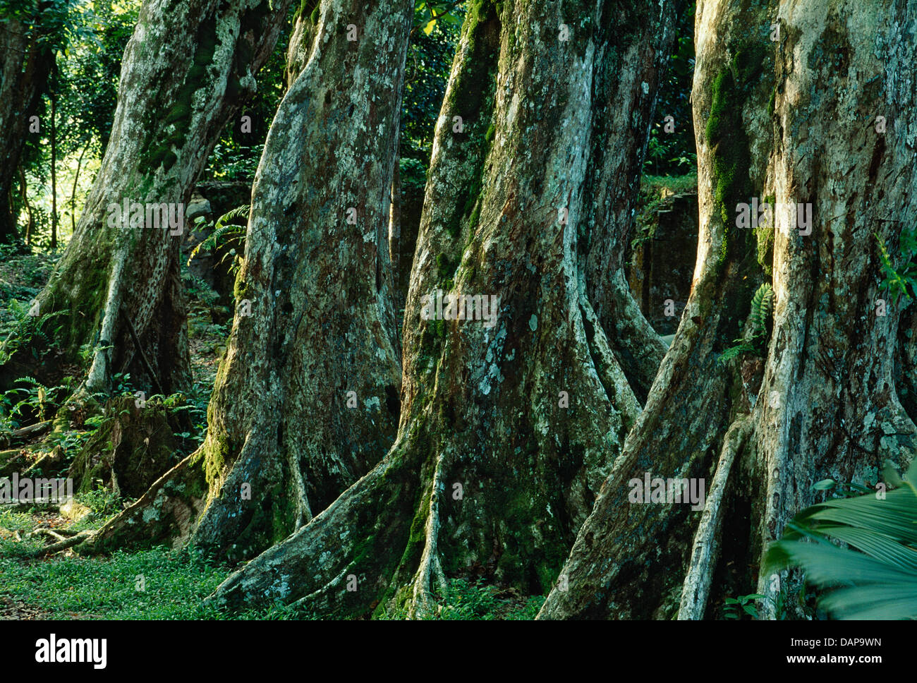 Sandragon trees dating from 1875 planted at a Anglican Mission Station ...
