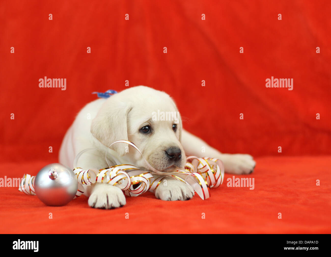 yellow labrador puppy with New Year (Christmas) toys on red background ...