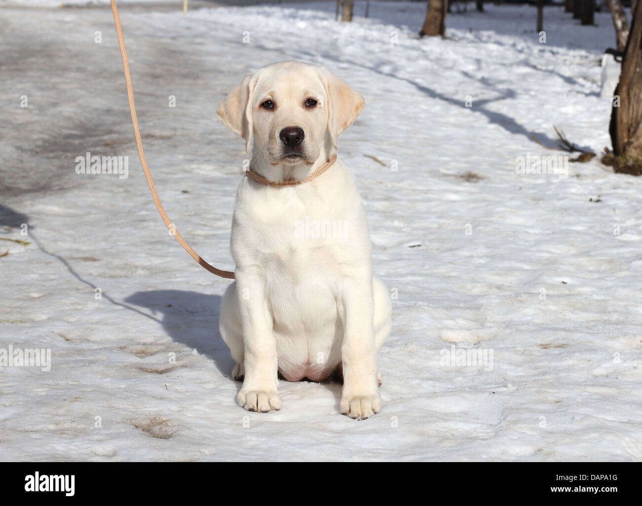 yellow labrador puppy on the snow in winter Stock Photo - Alamy