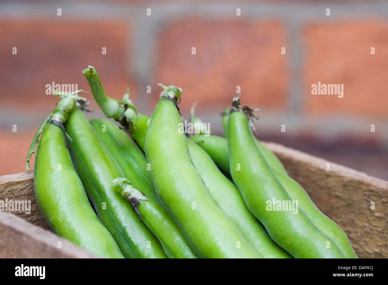 Broad bean pods beans hi-res stock photography and images - Alamy