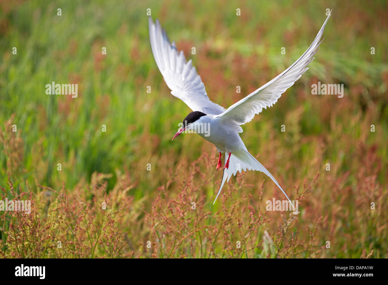 Arctic Tern in flight Stock Photo - Alamy