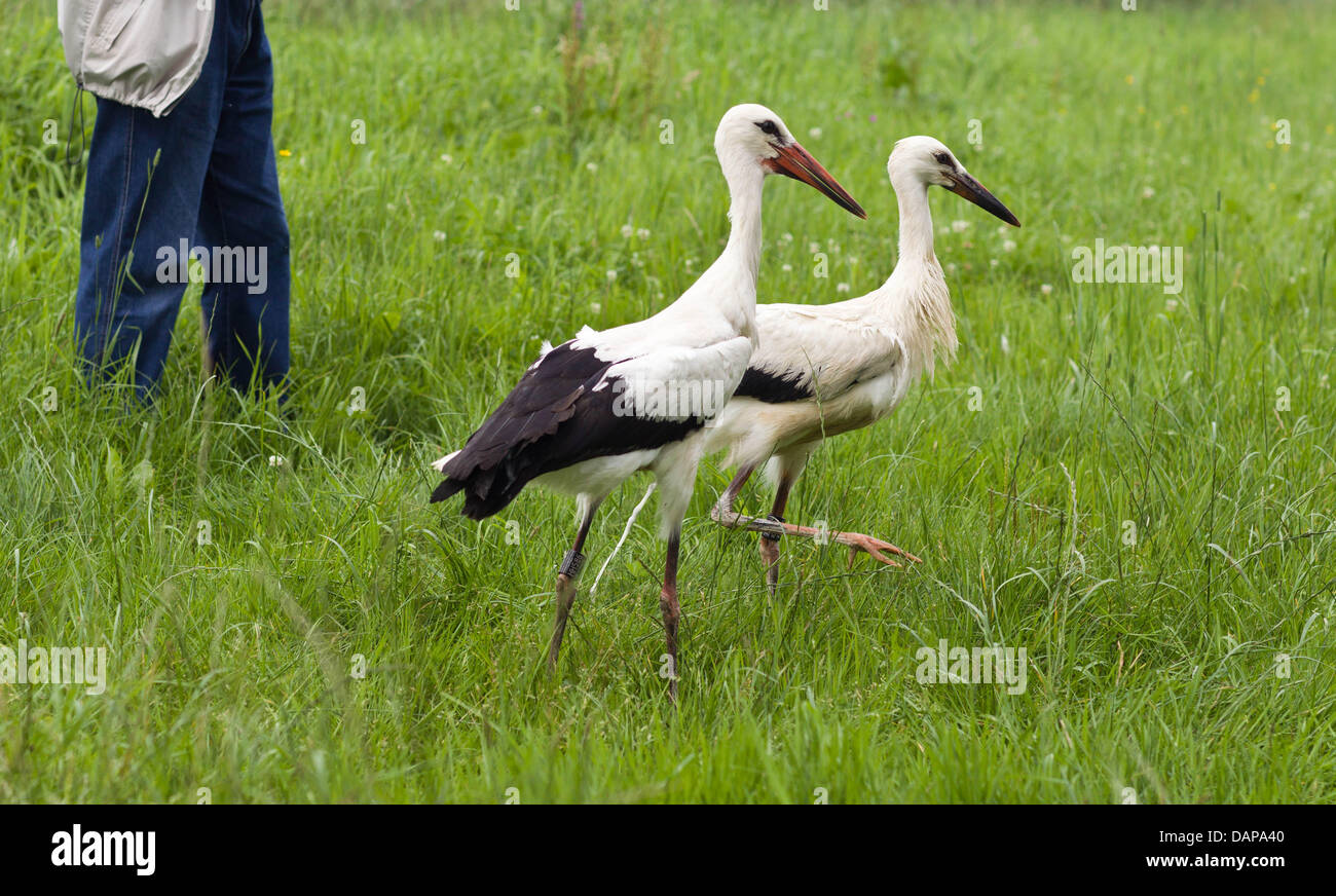 Storks are released into nature at the bird protection station ...