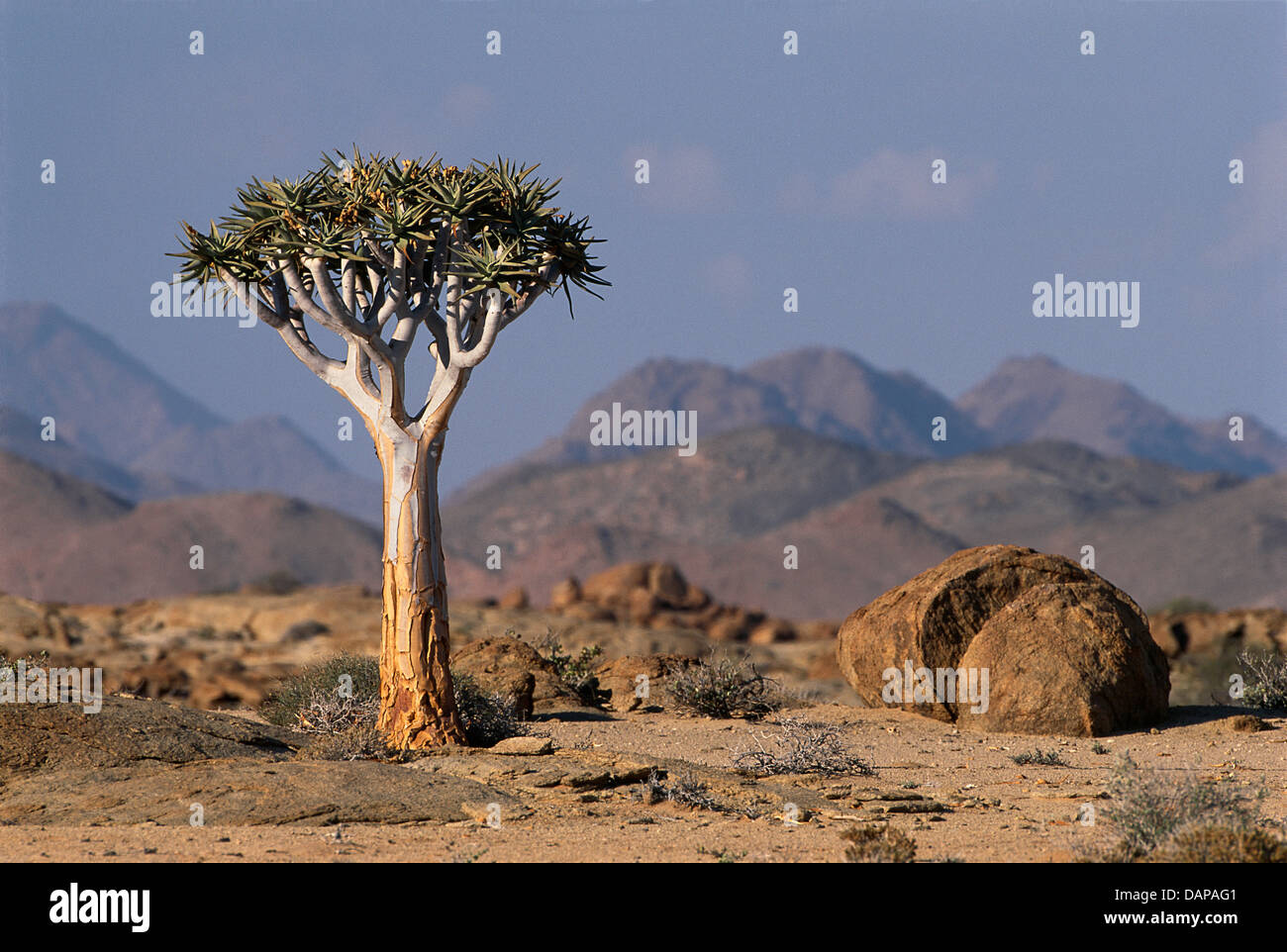 An arid scene with a Quiver Tree in the Namib Naukluft Park, Namibia ...