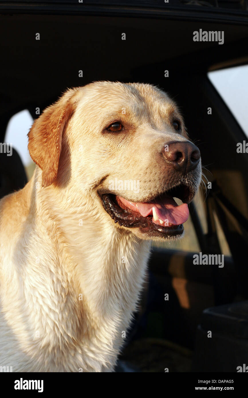 yellow labrador portrait Stock Photo - Alamy